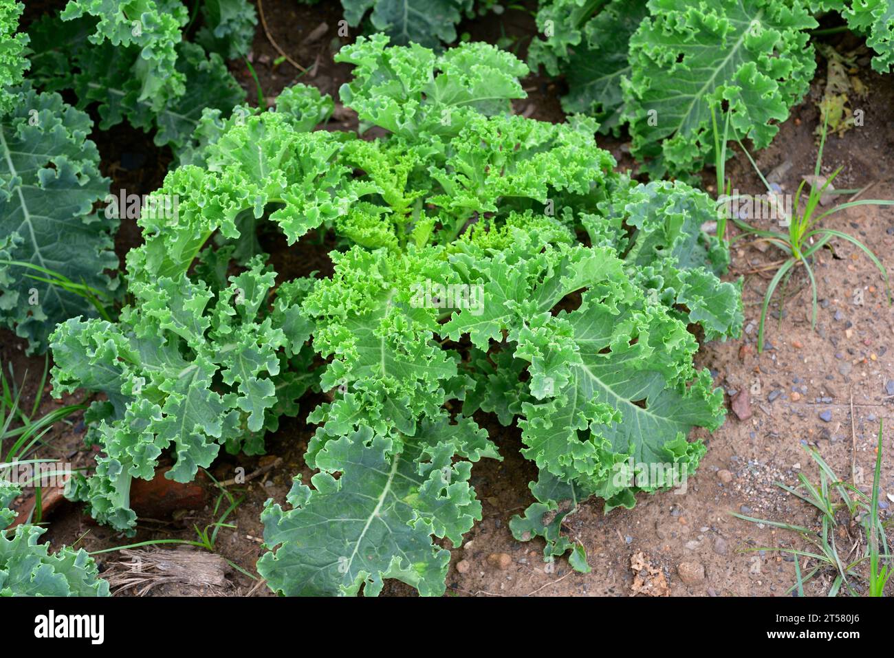 Kale (Brassica oleracea sabellica) is an edible annual plant, cabbage ...