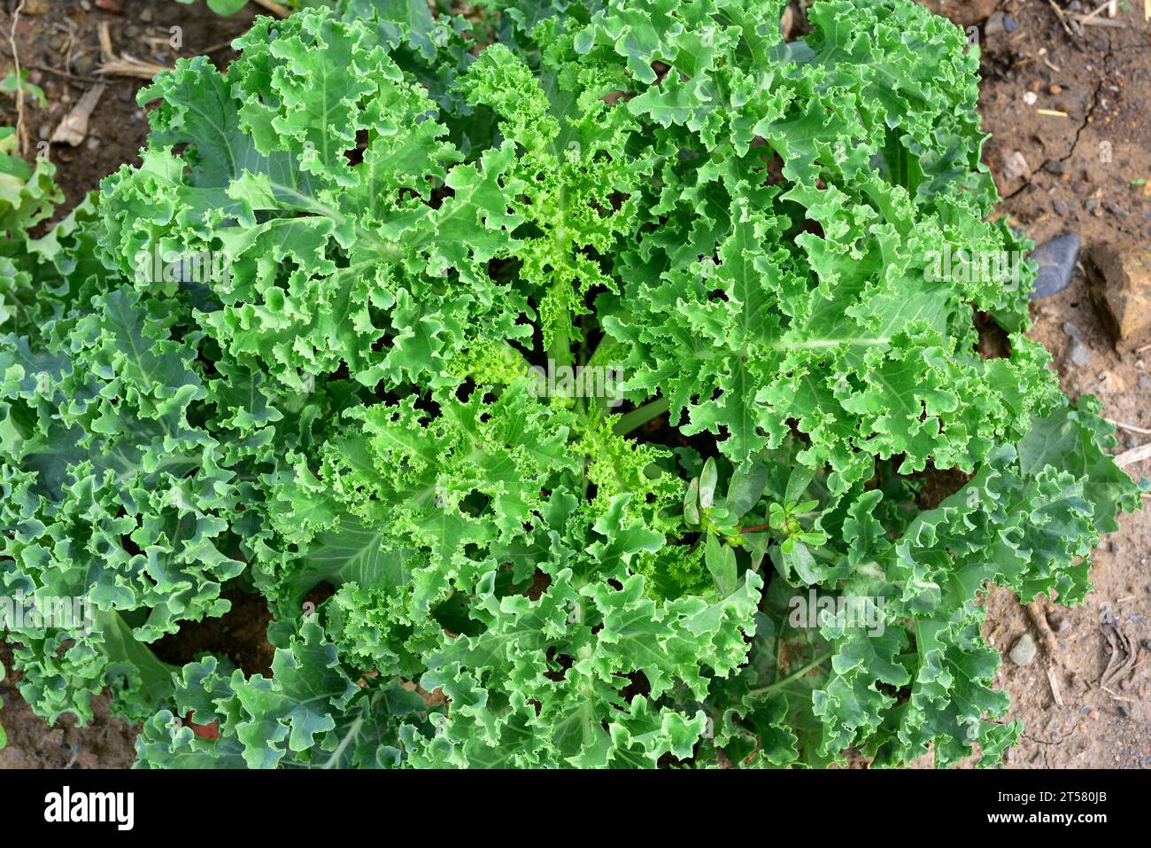 Kale (Brassica oleracea sabellica) is an edible annual plant, cabbage ...