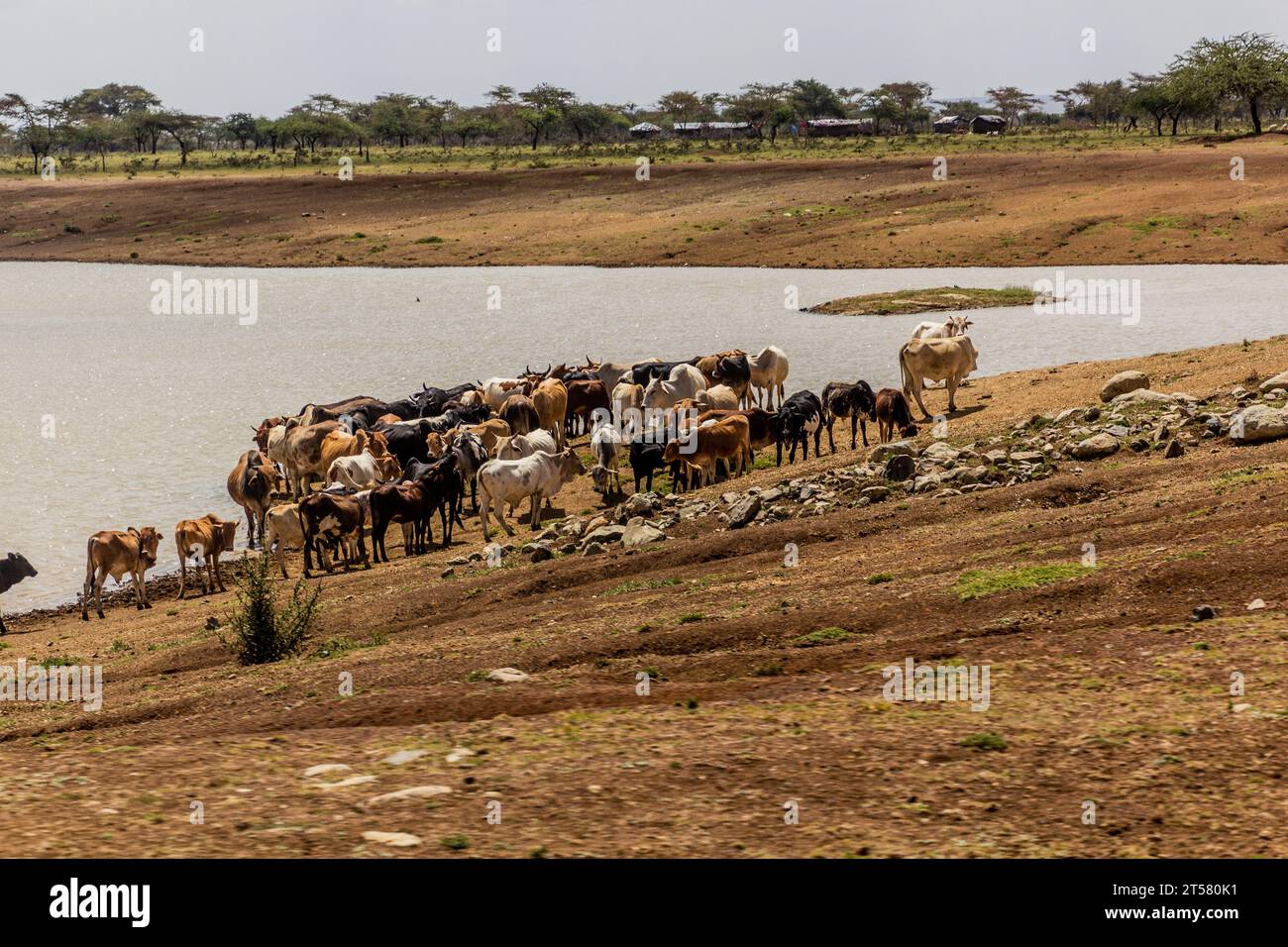 Cattle farming kenya hi-res stock photography and images - Alamy