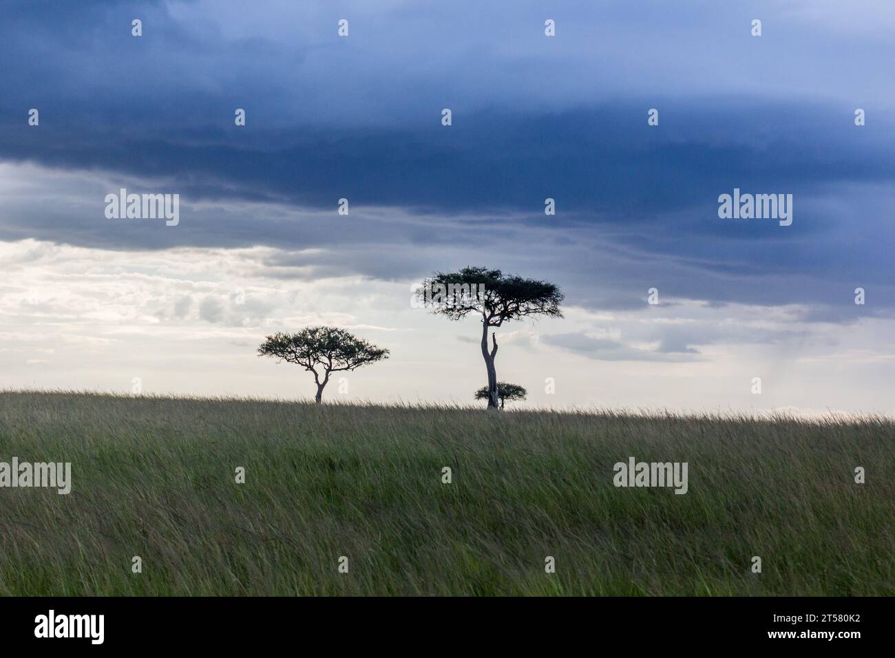 Lone trees in Masai Mara National Reserve, Kenya Stock Photo - Alamy