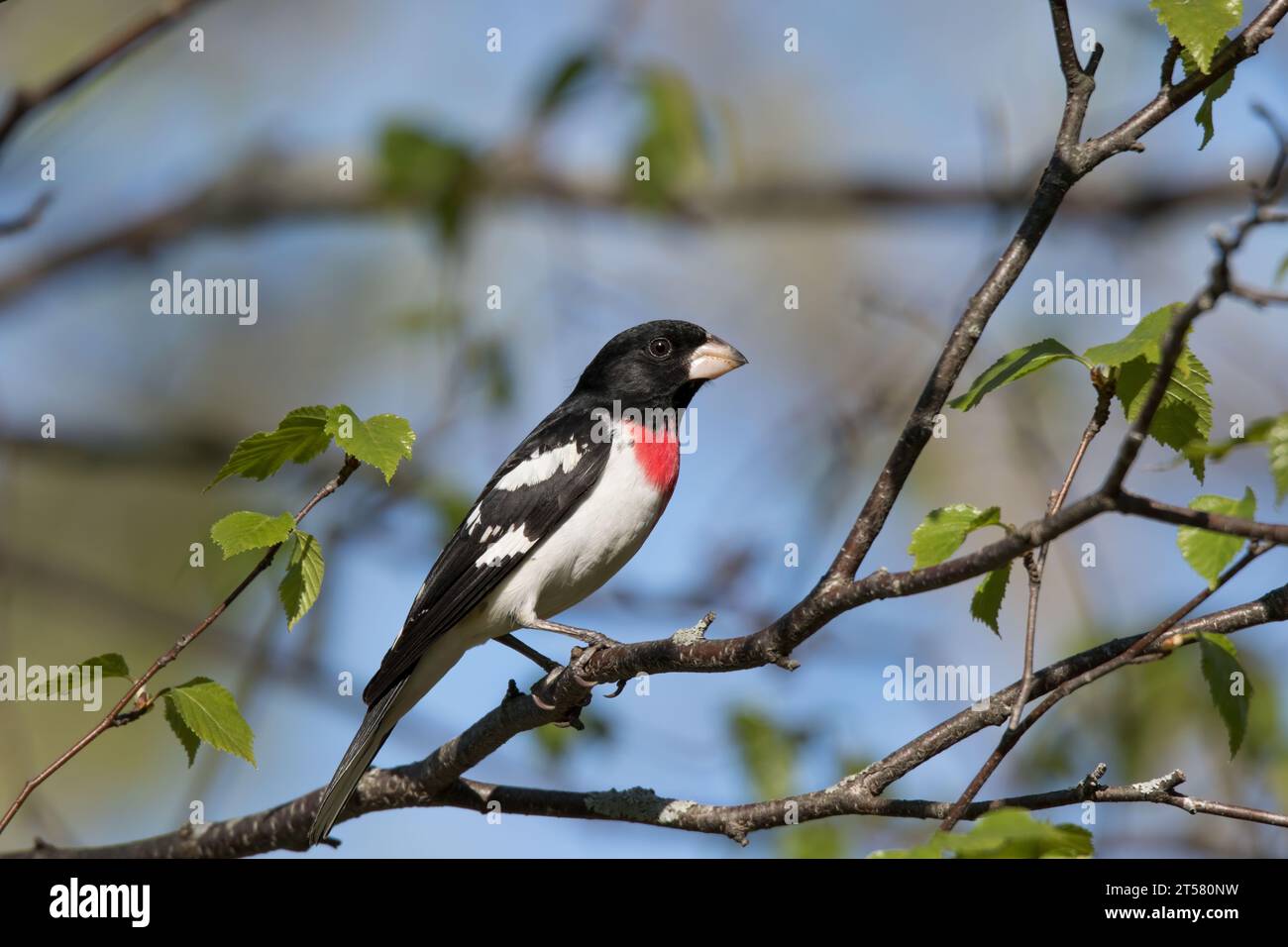 Pretty Rose-Breasted Grosbeak (Pheucticus ludovicianus) perched in ...