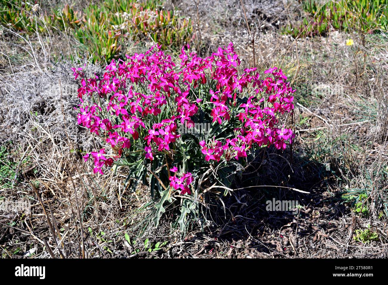 Alheli or aleli (Matthiola incana) is a perennial plant native to ...