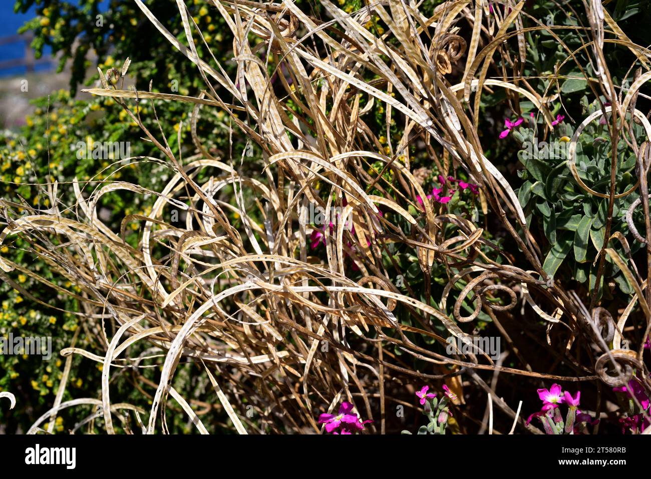 Alheli or aleli (Matthiola incana) is a perennial plant native to ...