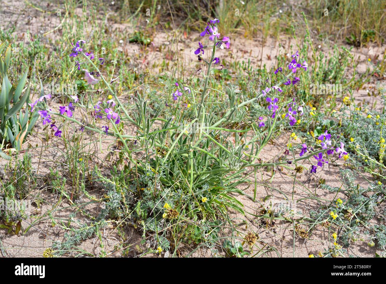 Sea stock (Matthiola sinuata) is a biennial plant native to coasts of ...