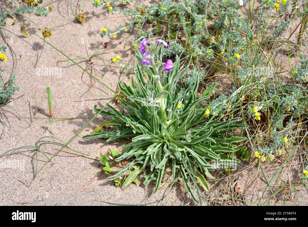 Sea stock (Matthiola sinuata) is a biennial plant native to coasts of ...