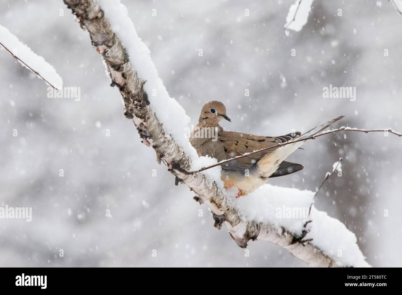 Birding in winder hi-res stock photography and images - Alamy