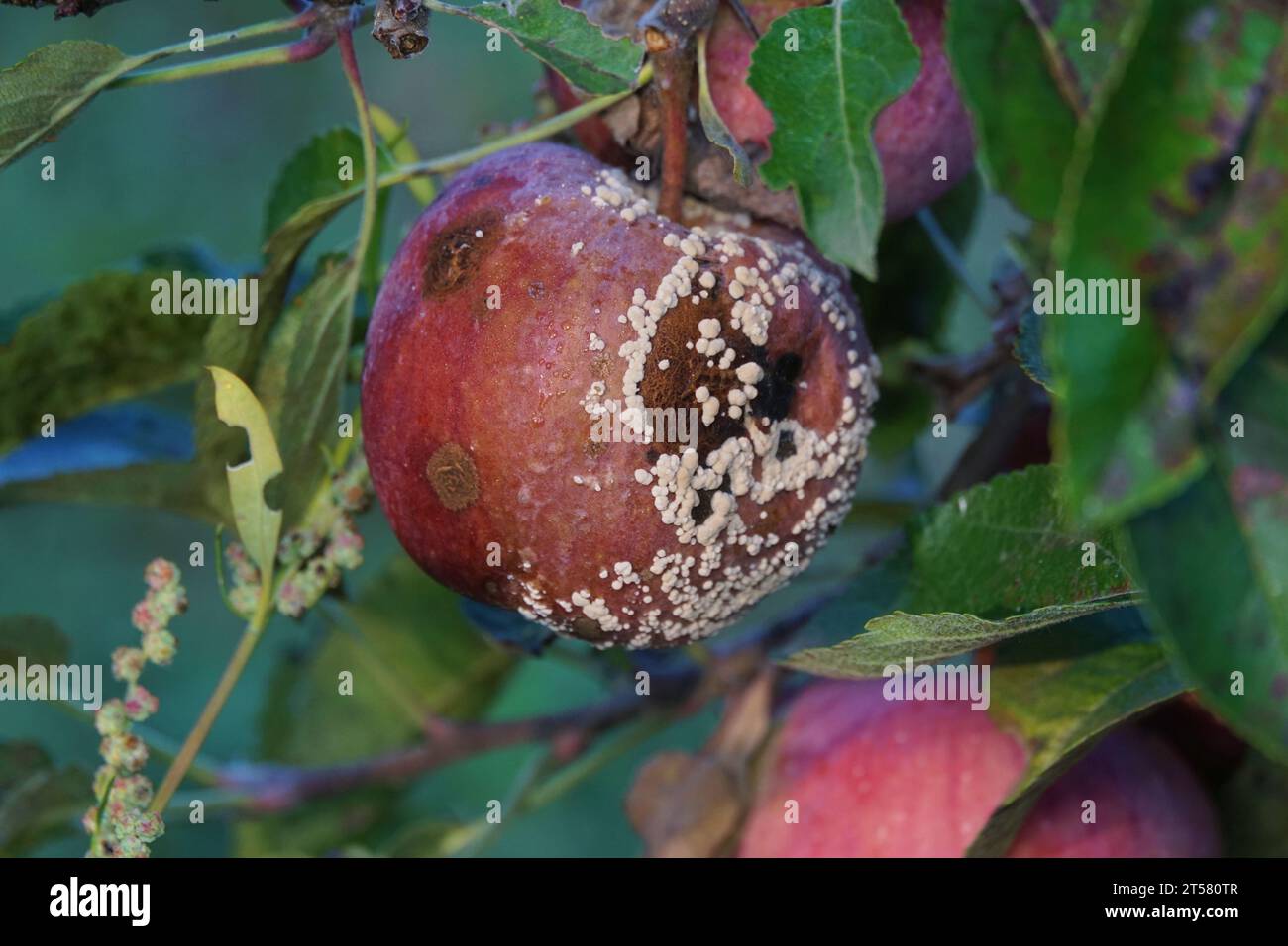 Monilia fructigena hi-res stock photography and images - Alamy