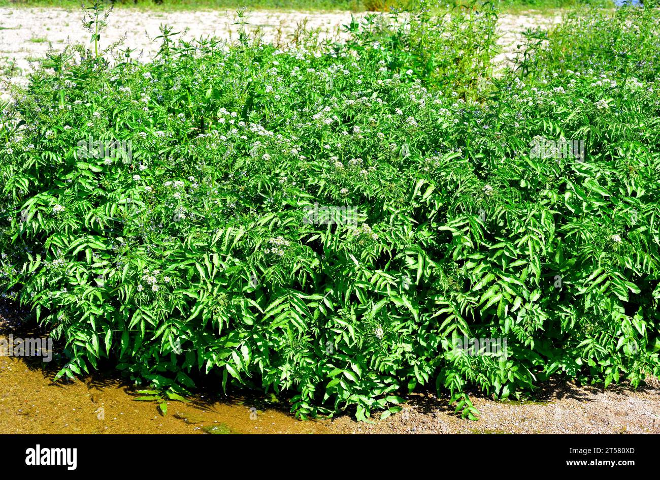 Watercress (Nasturtium officinale) is a perennial aquatic plant native ...