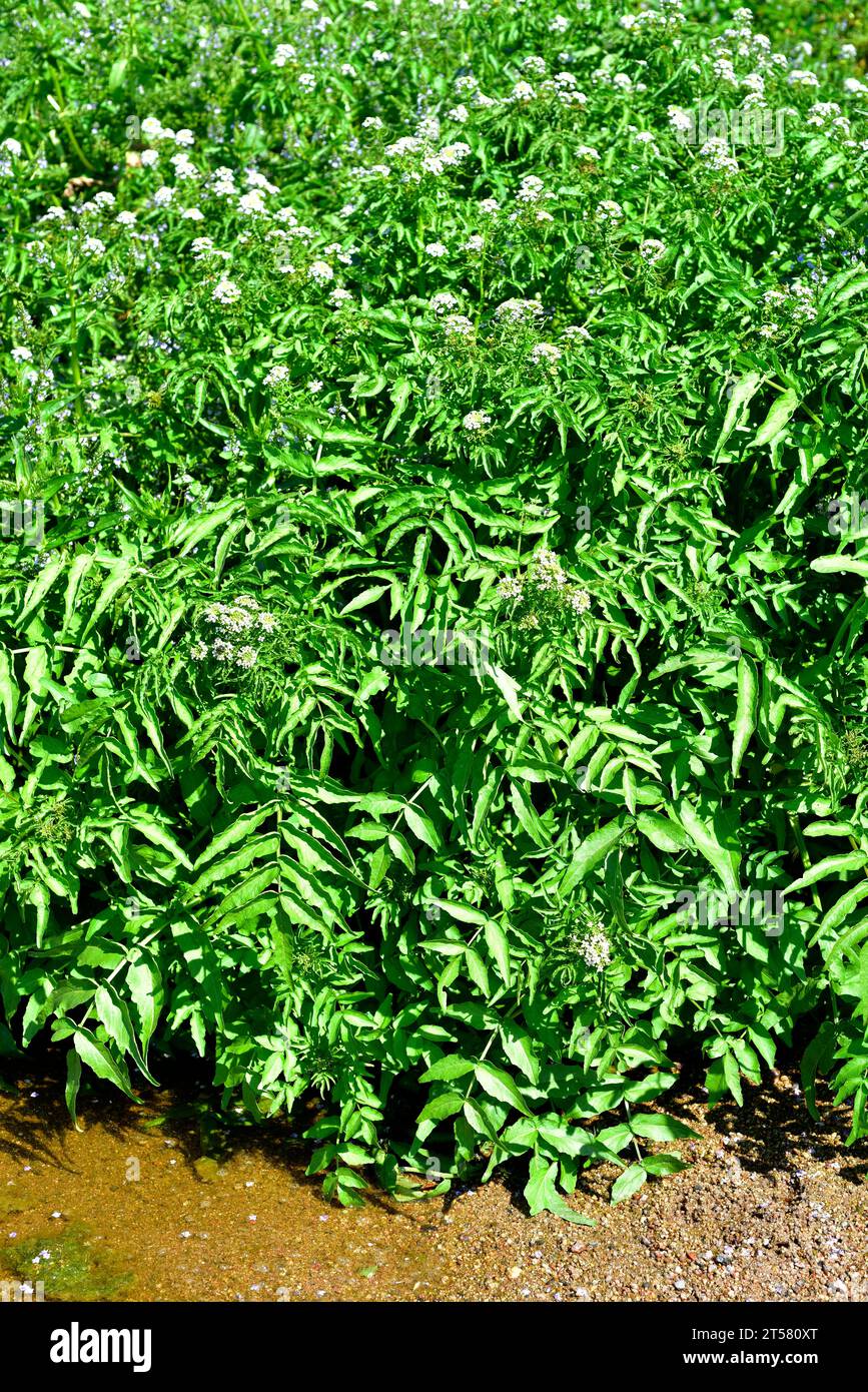 Watercress (Nasturtium officinale) is a perennial aquatic plant native ...