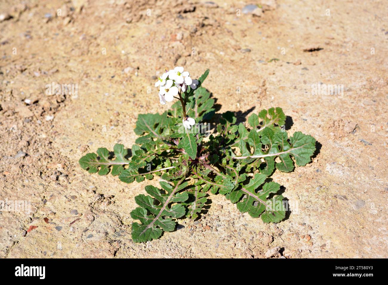 Wild radish (Raphanus raphanistrum) is an annual or biennial plant ...