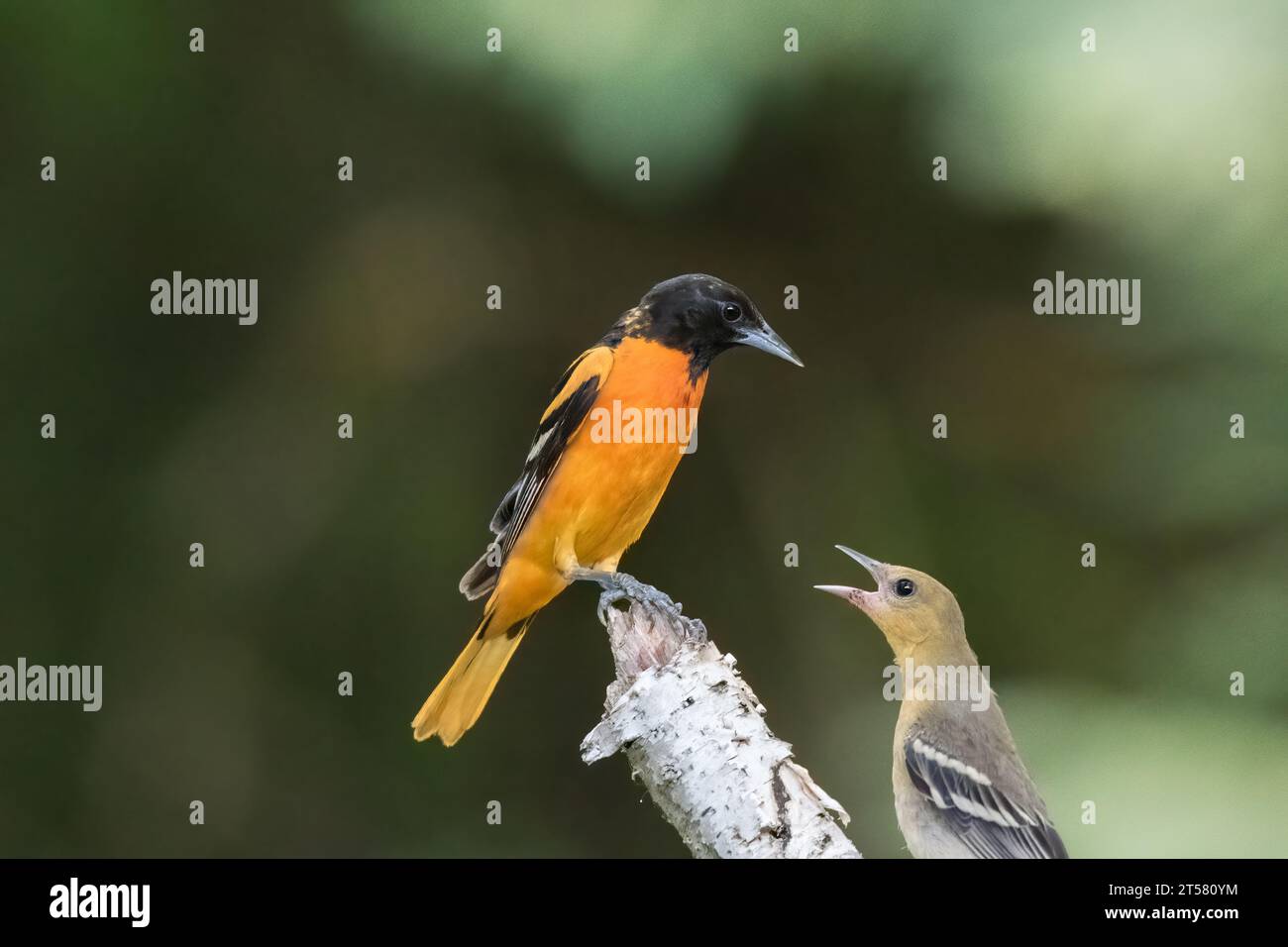 Northern baltimore oriole hi-res stock photography and images - Alamy
