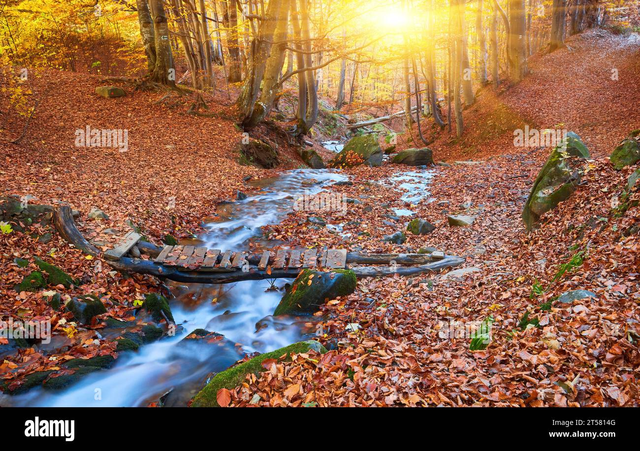 A bridge over a fast stream in the autumn forest. Autumn river stream ...
