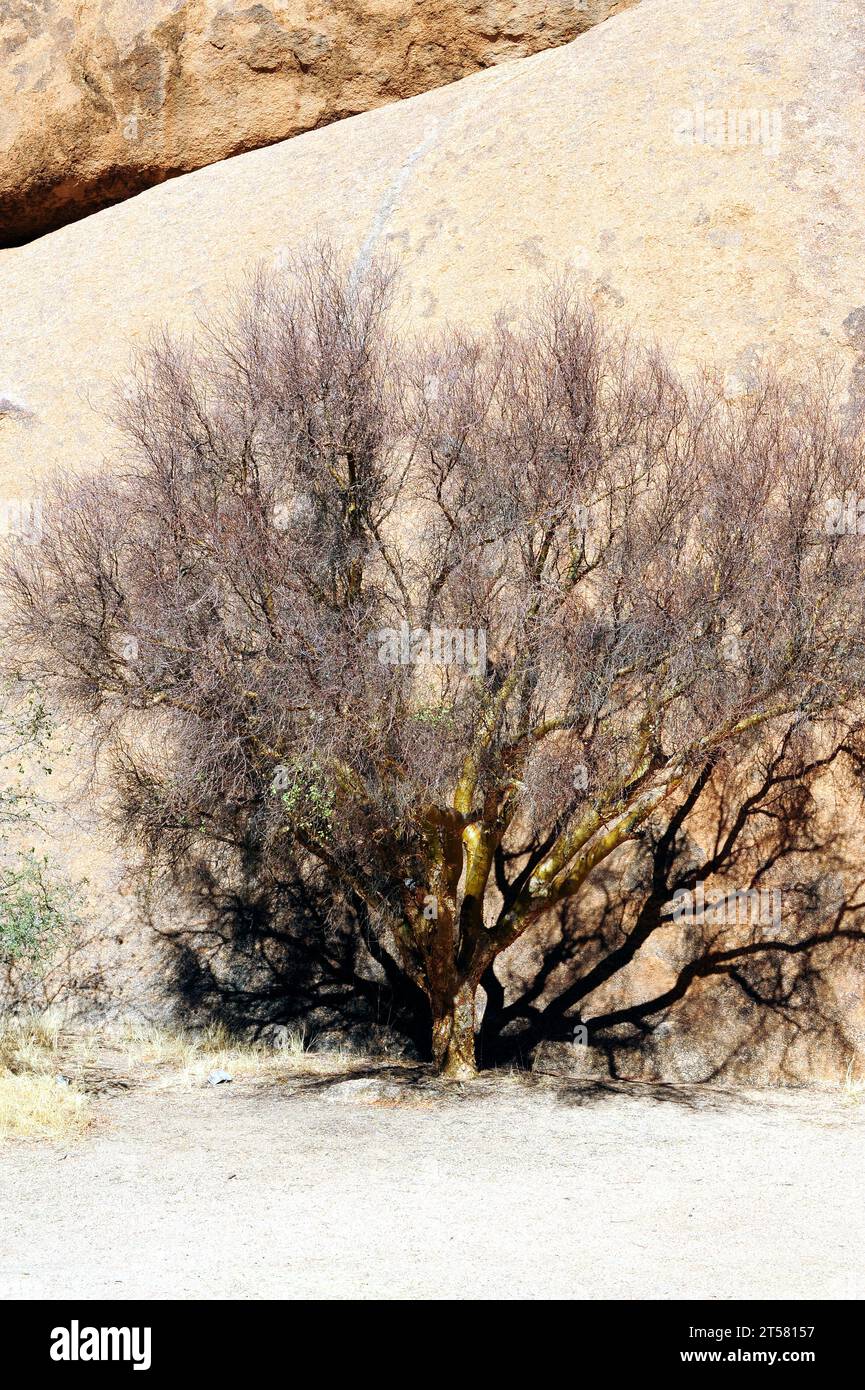 Balsam tree or kaokoveld (Commiphora glaucescens) is a deciduous small ...