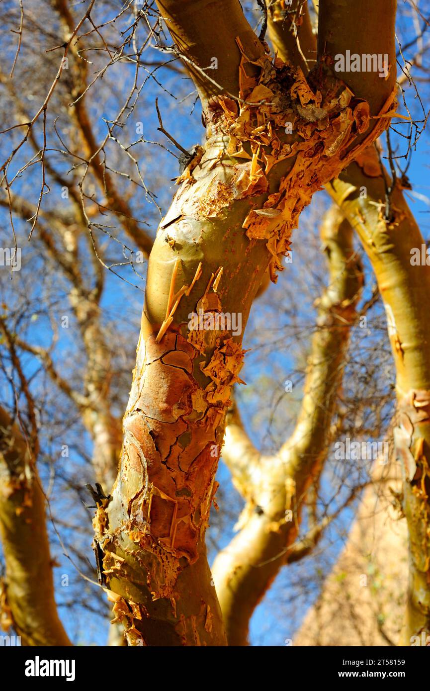 Balsam tree or kaokoveld (Commiphora glaucescens) is a deciduous small ...