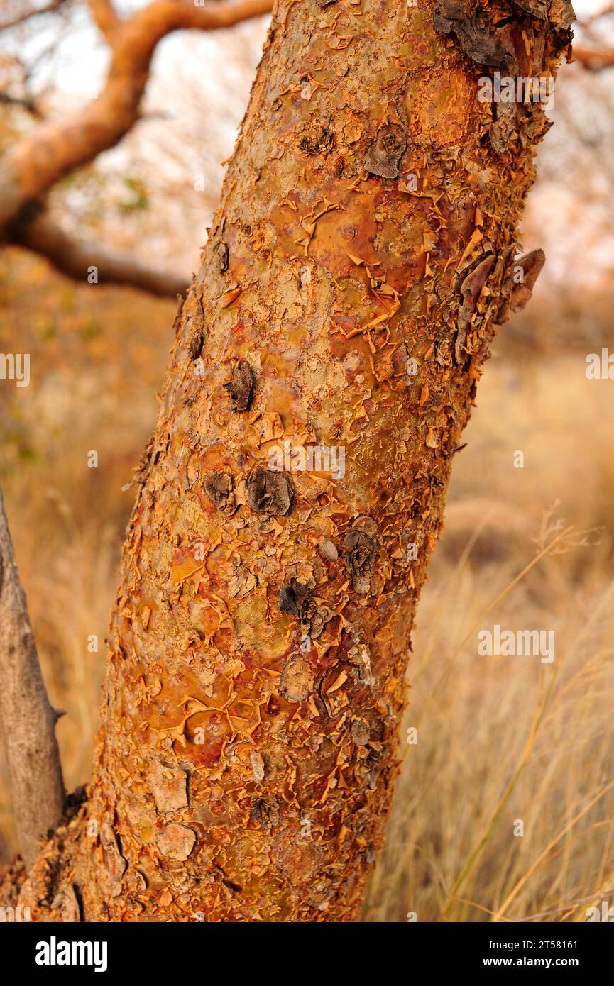 Namibian myrrah hi-res stock photography and images - Alamy