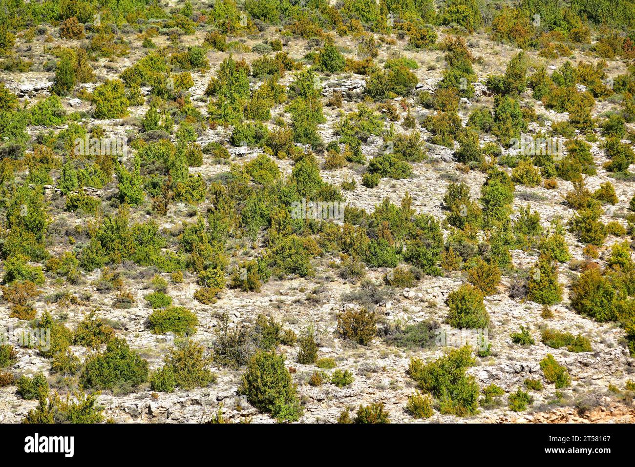 Common box (Buxus sempervirens) is an evergreen shrub native to western ...