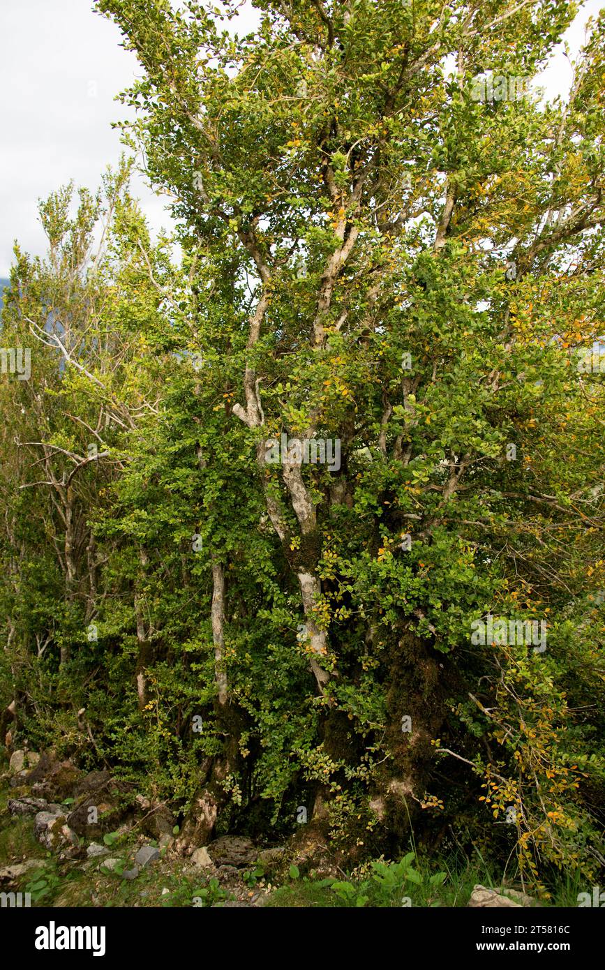 Common box (Buxus sempervirens) is an evergreen shrub or small tree ...