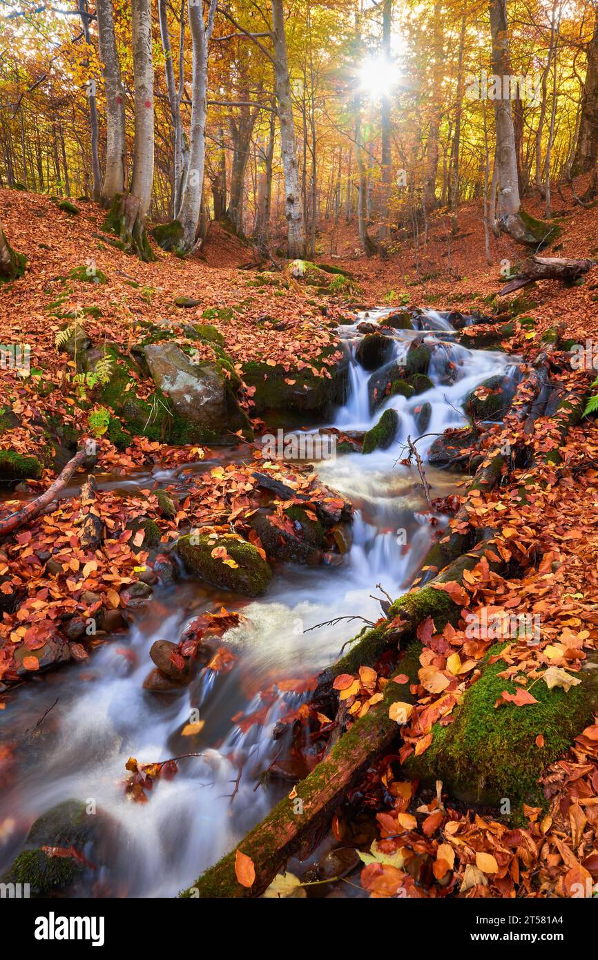 A narrow mountain river flows swiftly through a captivating autumn ...