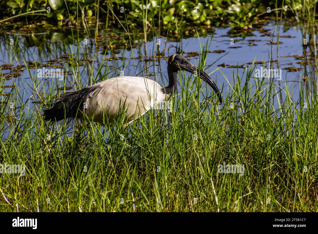 African Sacred Ibis (Threskiornis aethiopicus) near Naivasha lake ...
