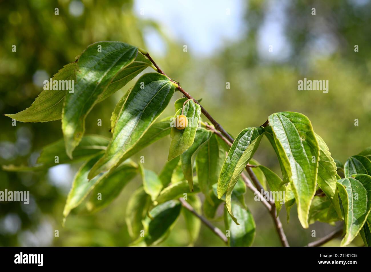 White stinkwood (Celtis africana) is a deciduous tree native to part of ...