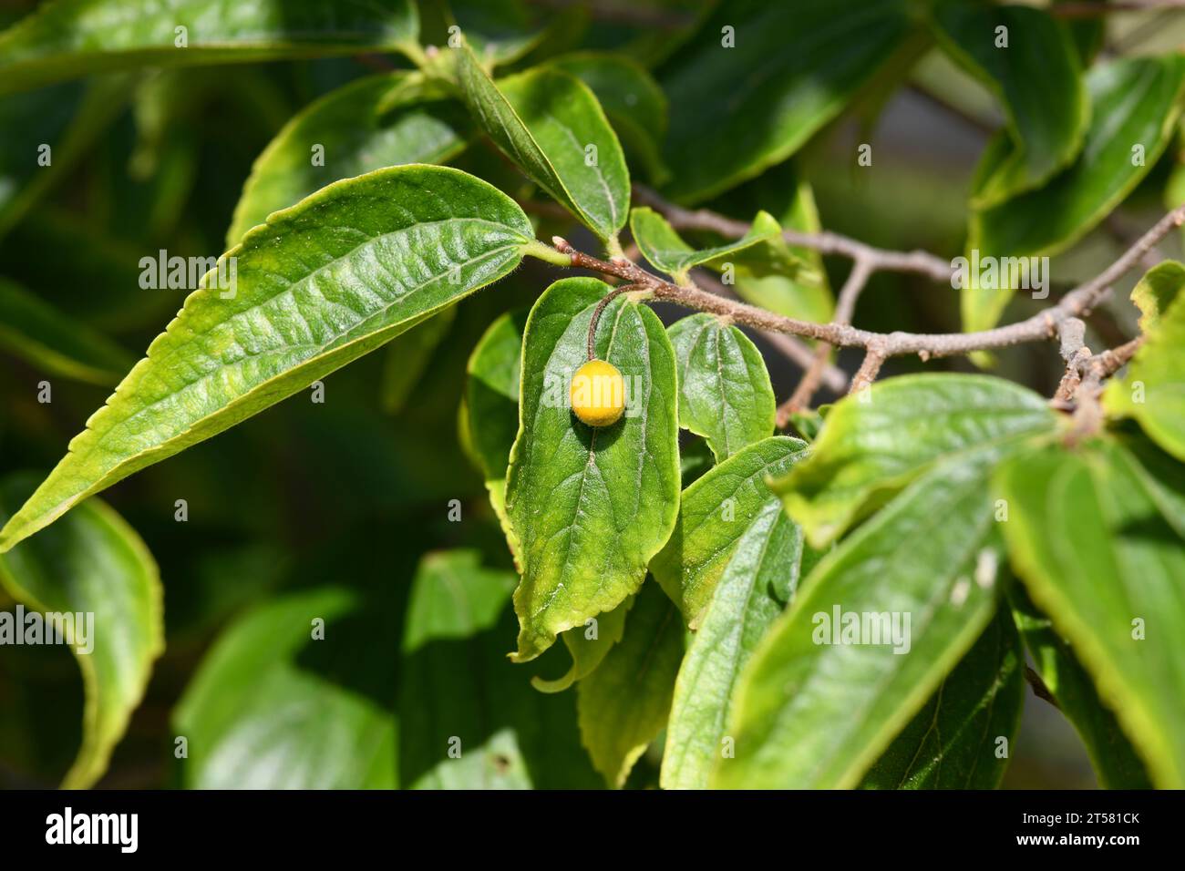 White stinkwood (Celtis africana) is a deciduous tree native to part of ...