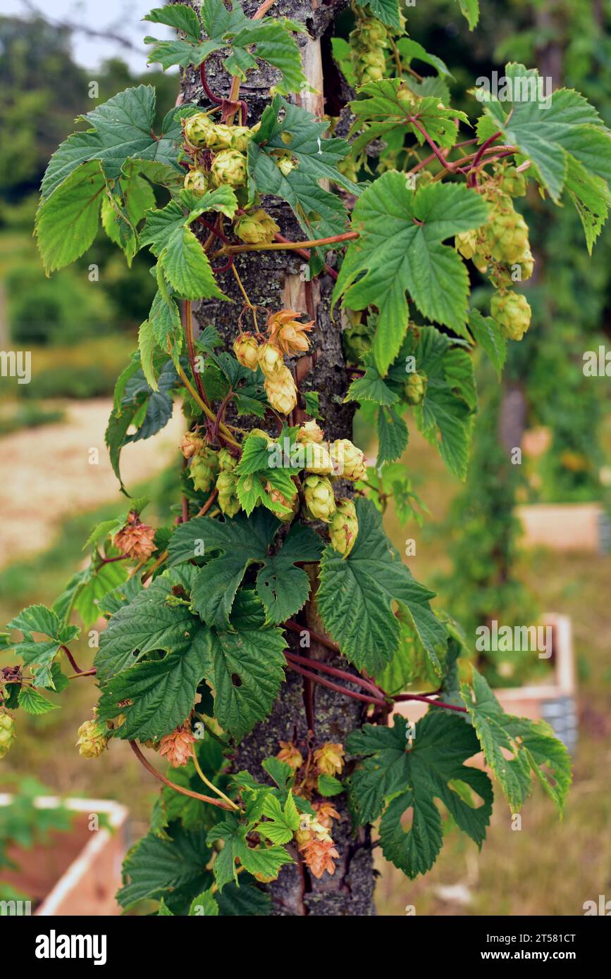 Common hop (Humulus lupulus) is a perennial climbing plant native to ...