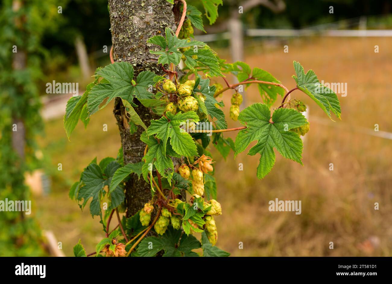 Plant native to europe and western asia hi-res stock photography and ...