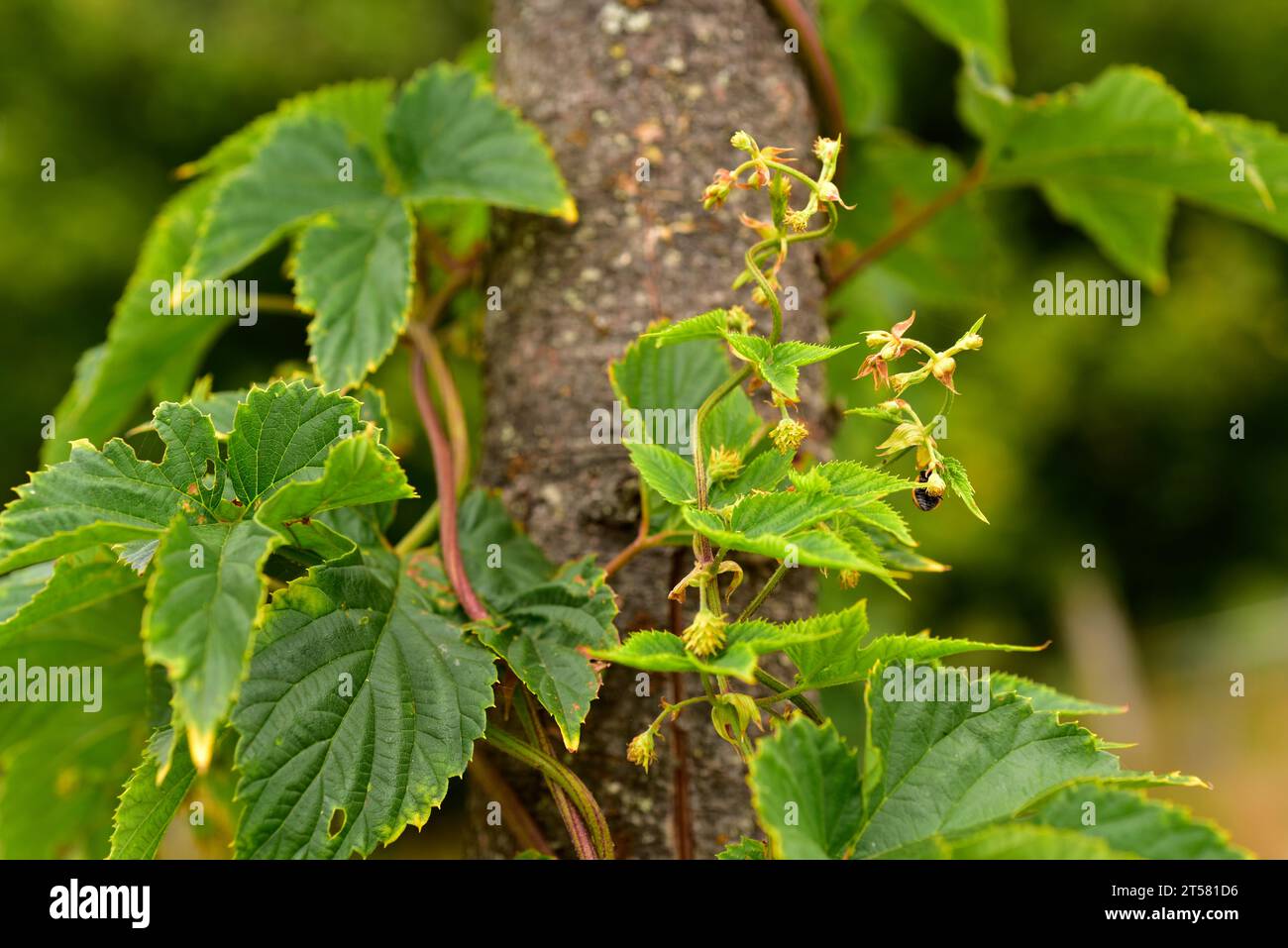 Common hop (Humulus lupulus) is a perennial climbing plant native to ...