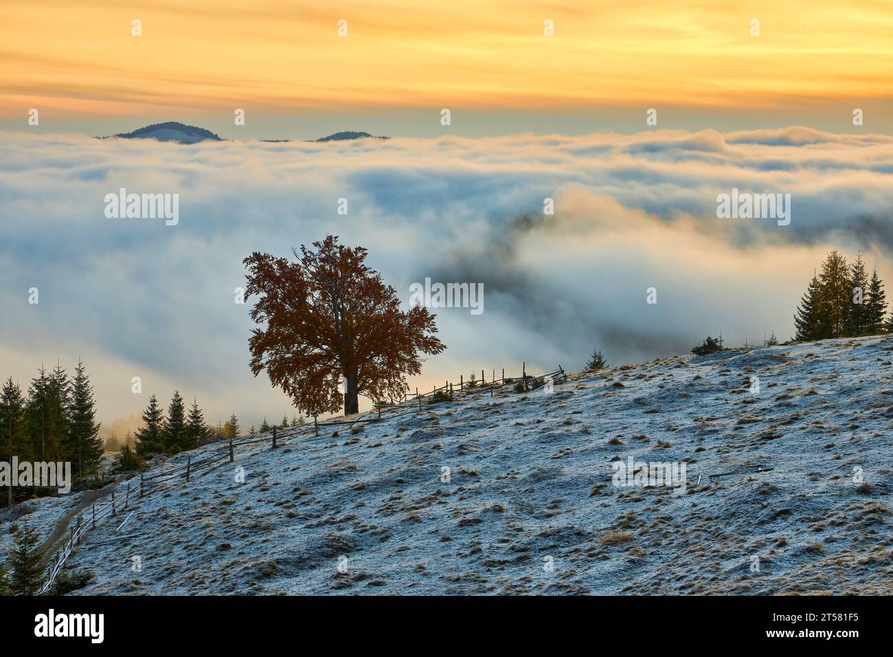 A serene autumn morning unveils the first snow, showcasing a solitary ...