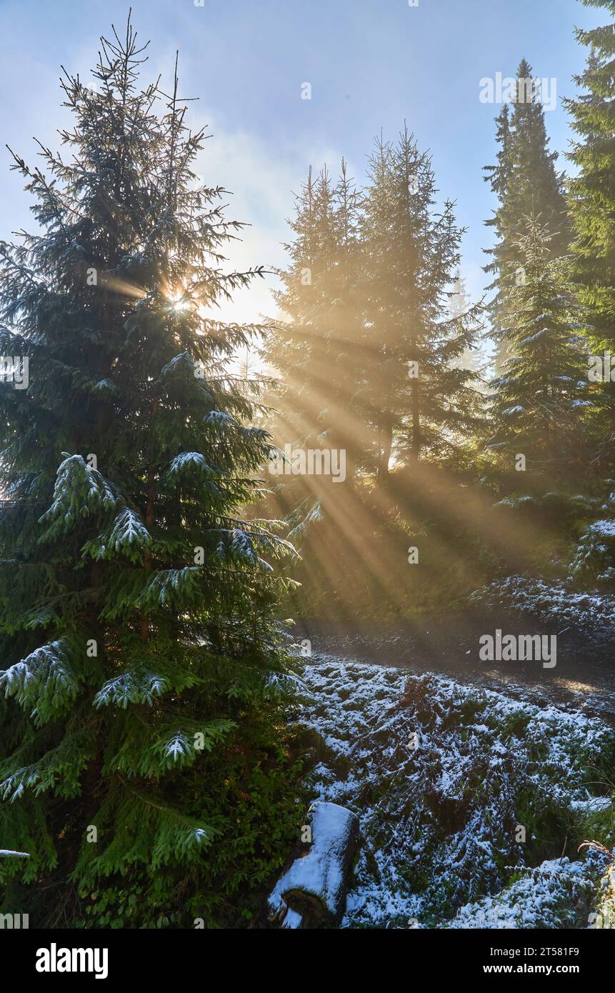 A picturesque scene of a mountain slope, adorned with tall spruce trees, dusted in the first ...