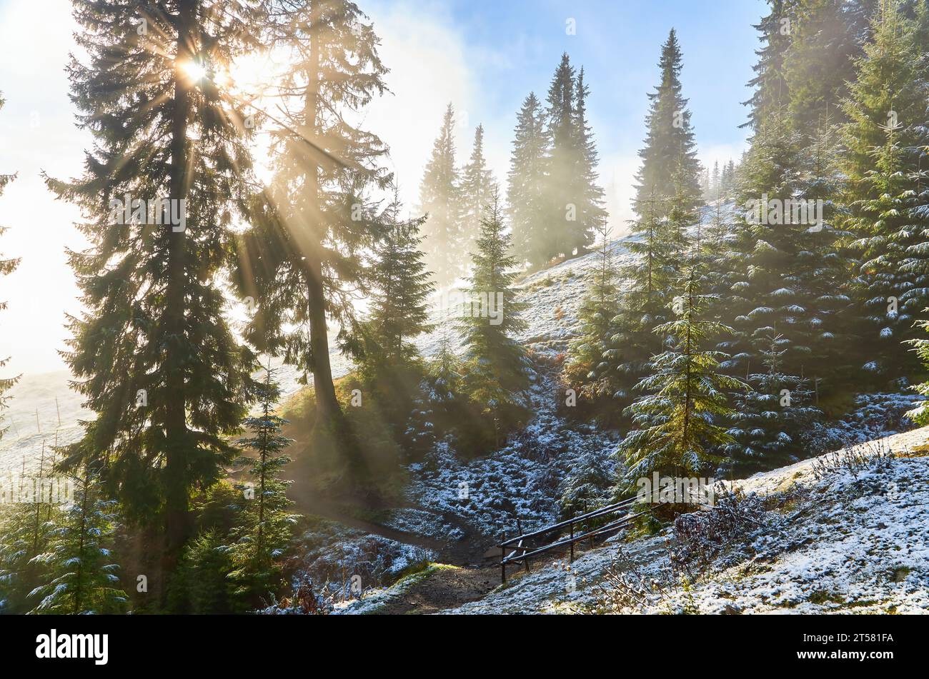 A picturesque scene of a mountain slope, adorned with tall spruce trees ...