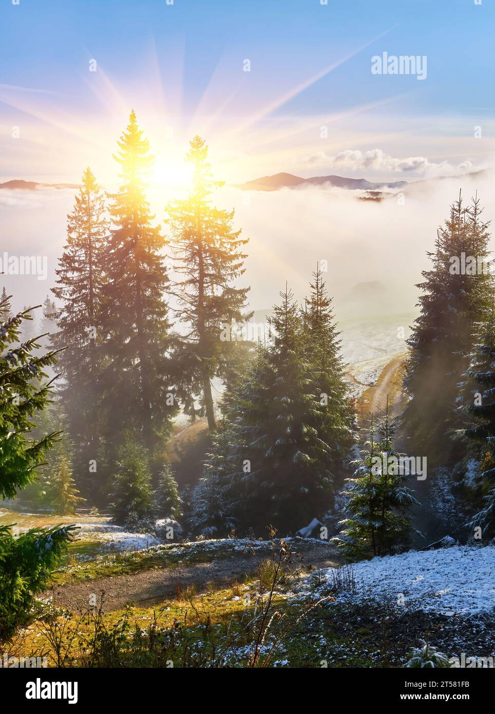 A picturesque scene of a mountain slope, adorned with tall spruce trees ...