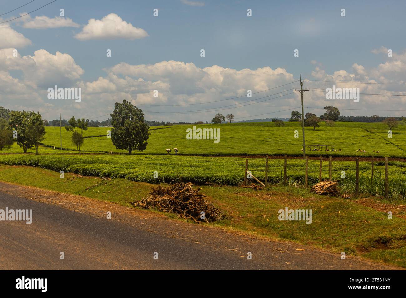 Tea plantations near Kericho town, Kenya Stock Photo - Alamy