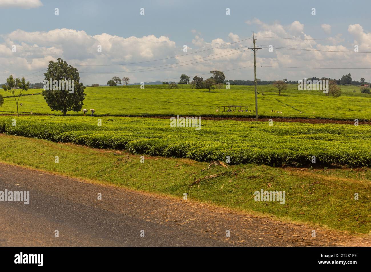 Kericho tea estate hi-res stock photography and images - Alamy