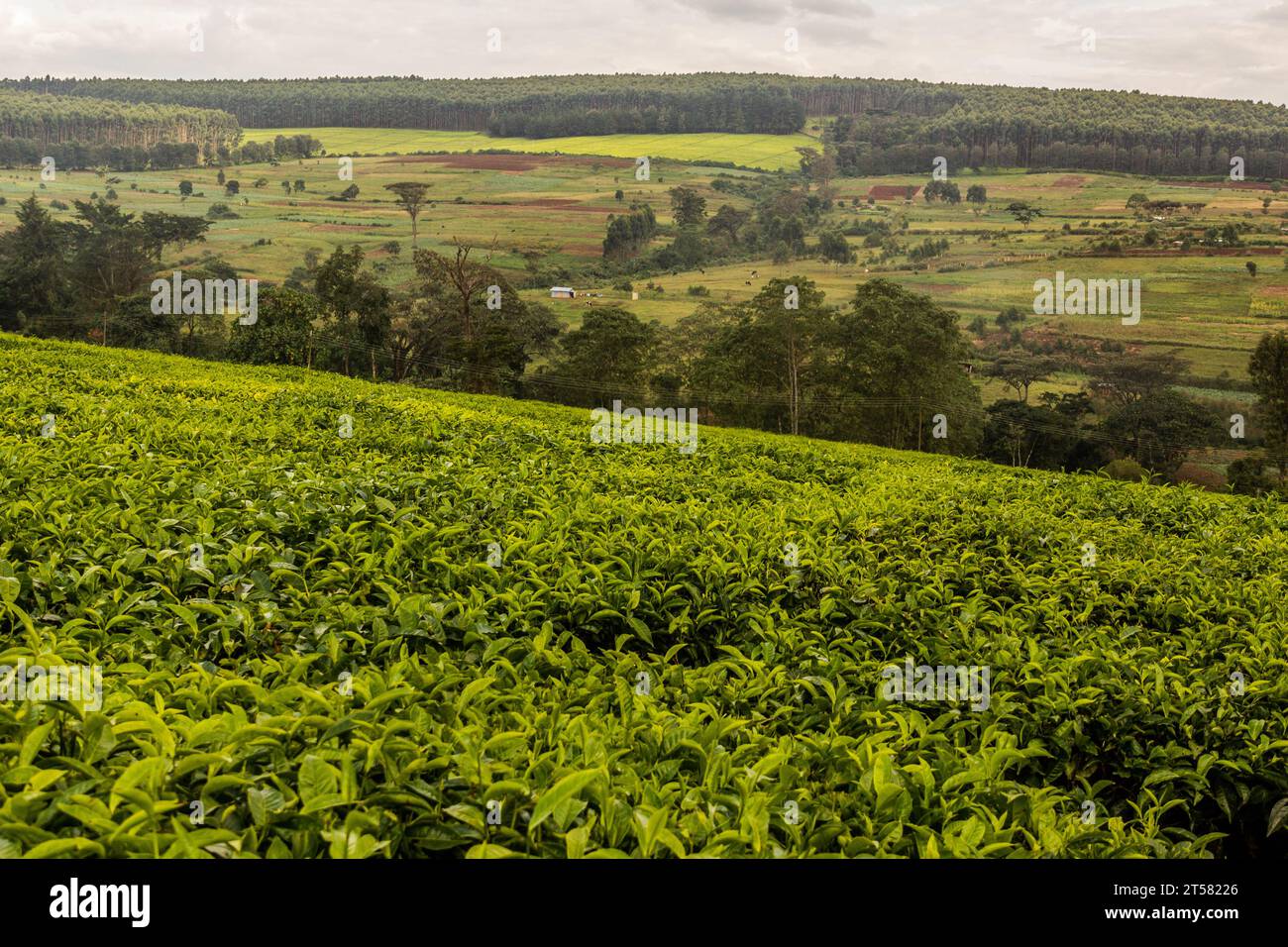 Tea plantations near Kericho, Kenya Stock Photo - Alamy