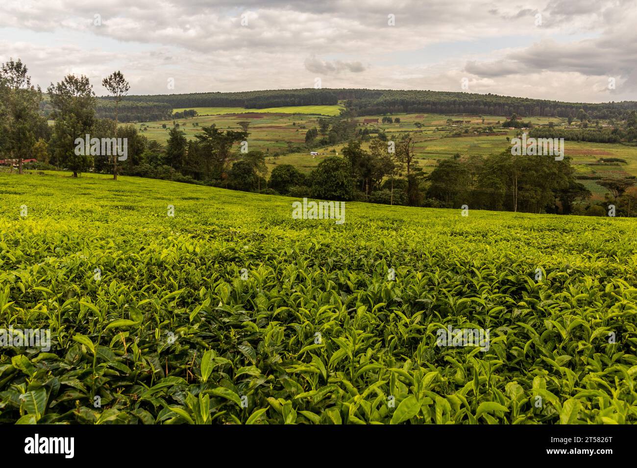 Tea plantations near Kericho, Kenya Stock Photo - Alamy