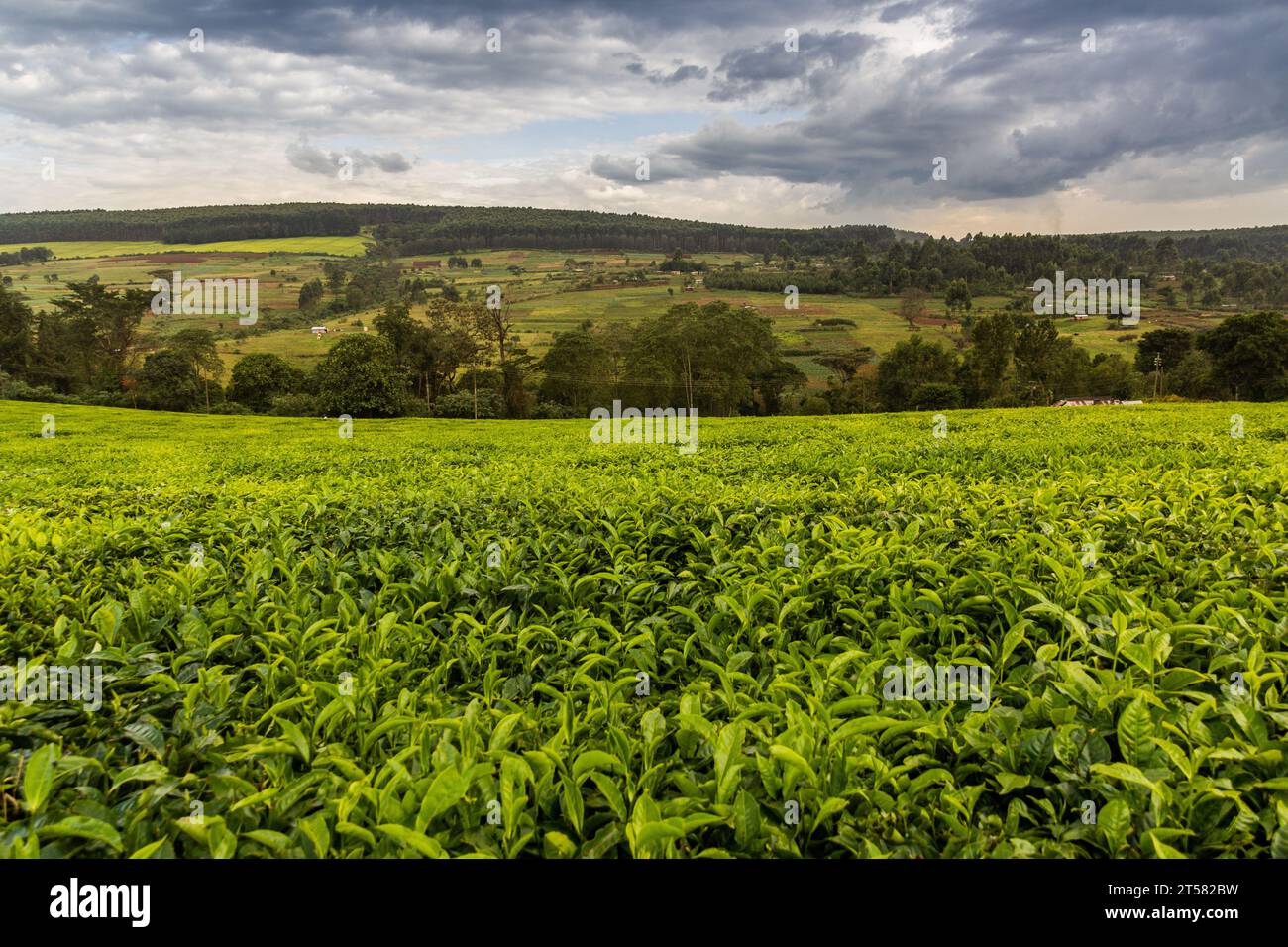 Tea plantations near Kericho, Kenya Stock Photo - Alamy
