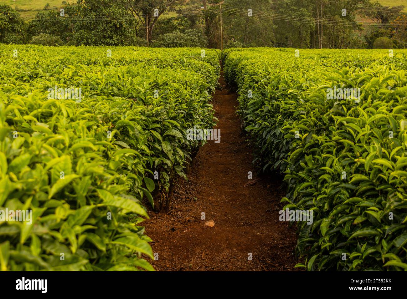 Tea plantation kericho kenya hi-res stock photography and images - Alamy