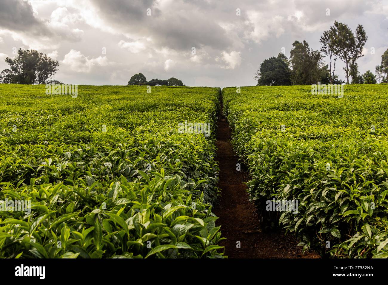 Tea plantations near Kericho, Kenya Stock Photo - Alamy