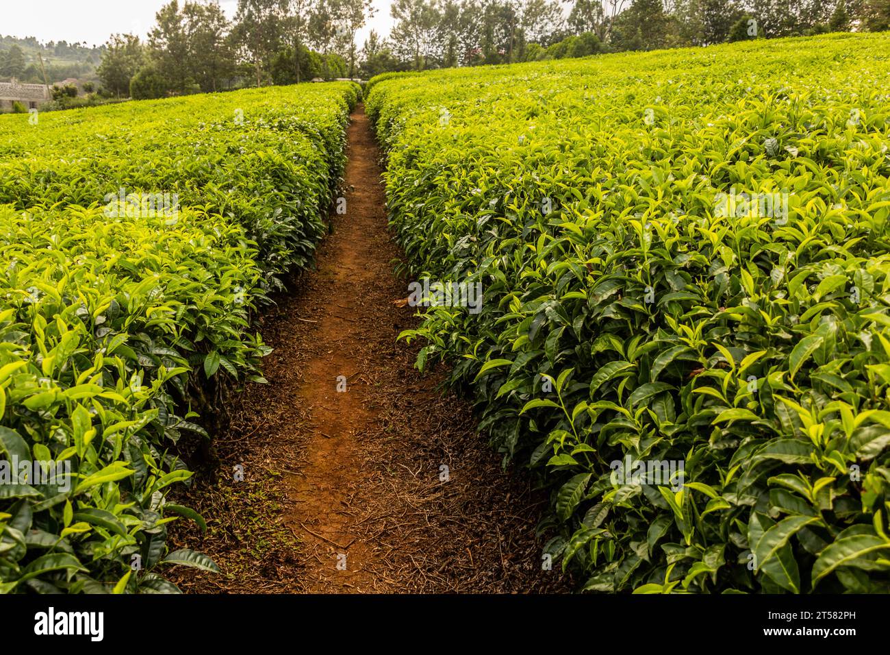 Tea plantation kericho kenya hi-res stock photography and images - Alamy