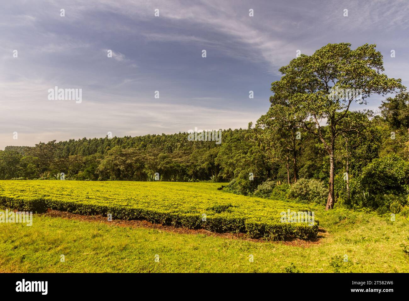 Tea plantations near Kericho, Kenya Stock Photo - Alamy