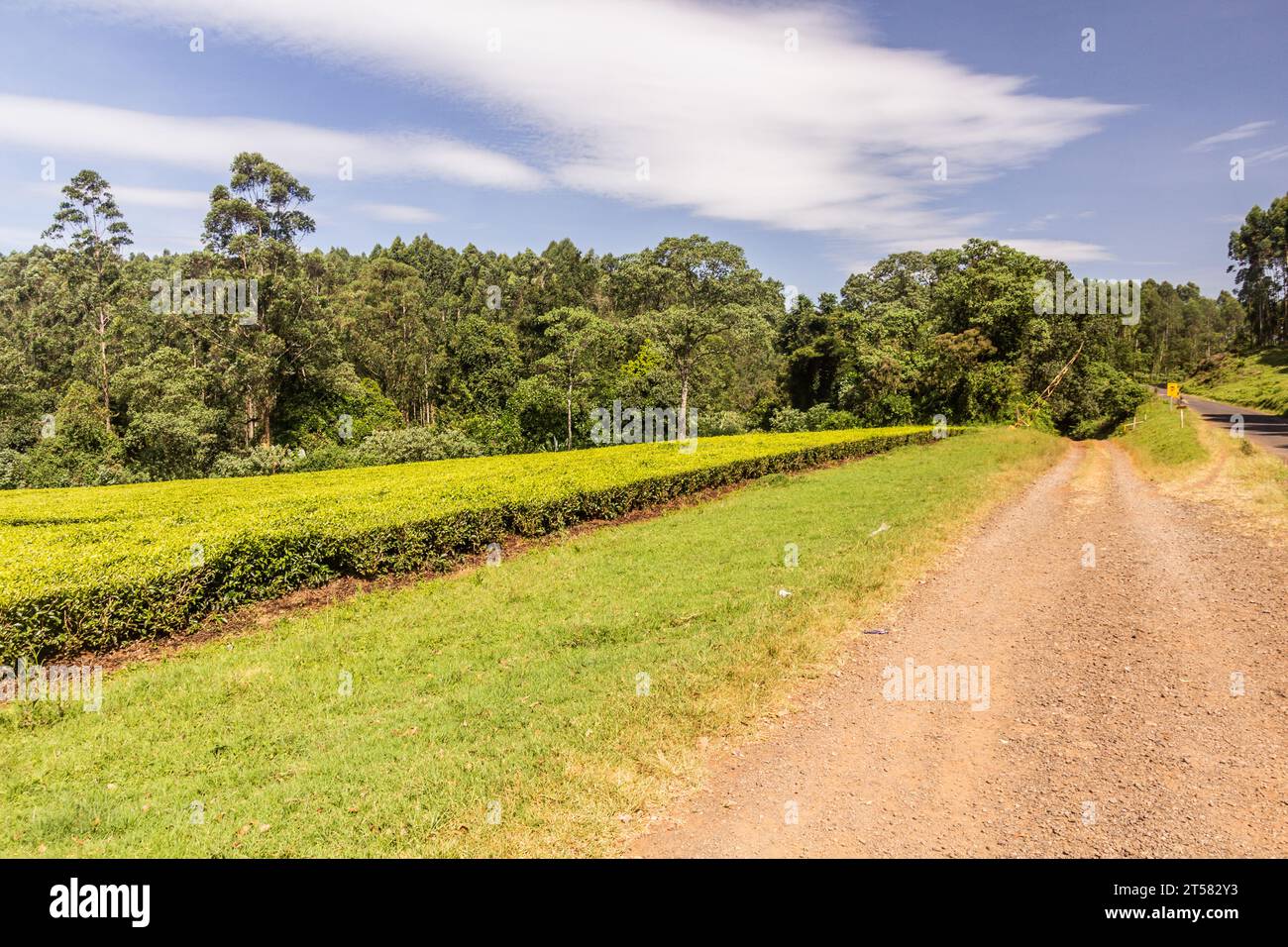 Tea plantations near Kericho, Kenya Stock Photo - Alamy