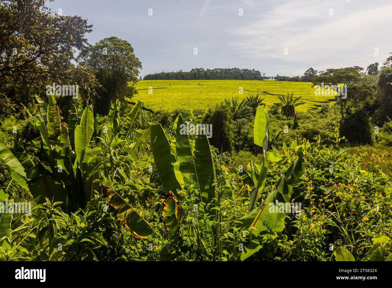 Tea plantations near Kericho, Kenya Stock Photo - Alamy