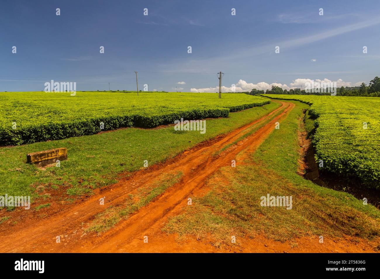 Tea plantations near Kericho, Kenya Stock Photo - Alamy