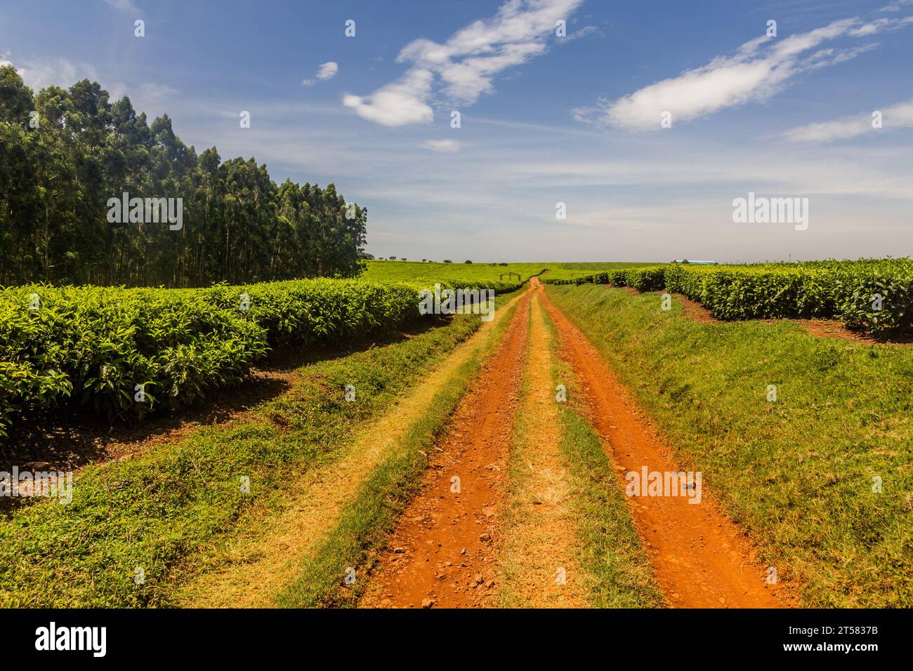 Tea plantations near Kericho, Kenya Stock Photo - Alamy