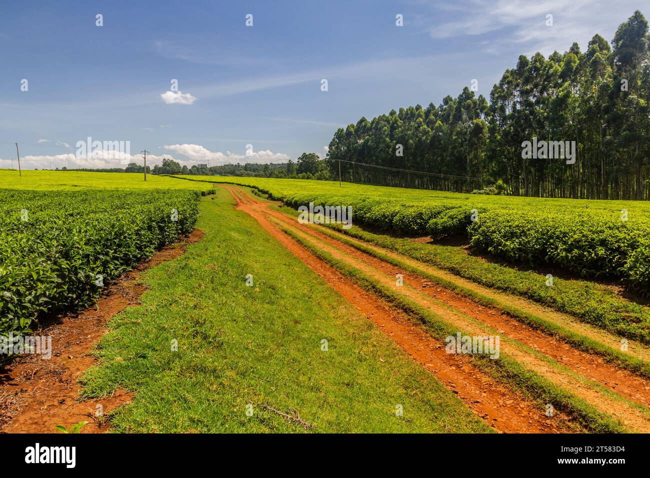 Tea plantations near Kericho, Kenya Stock Photo - Alamy