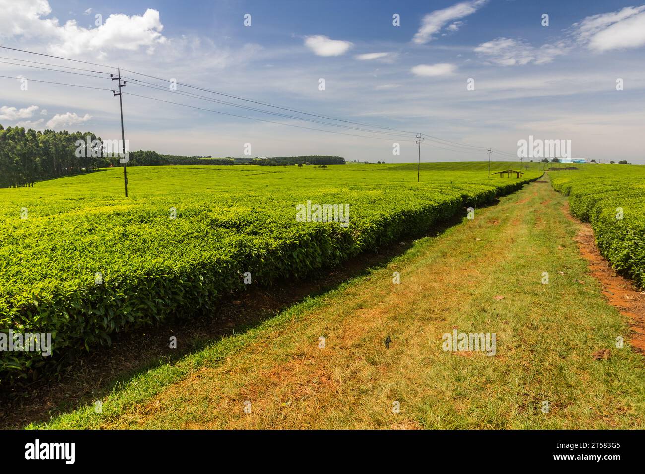 Tea plantations near Kericho, Kenya Stock Photo - Alamy