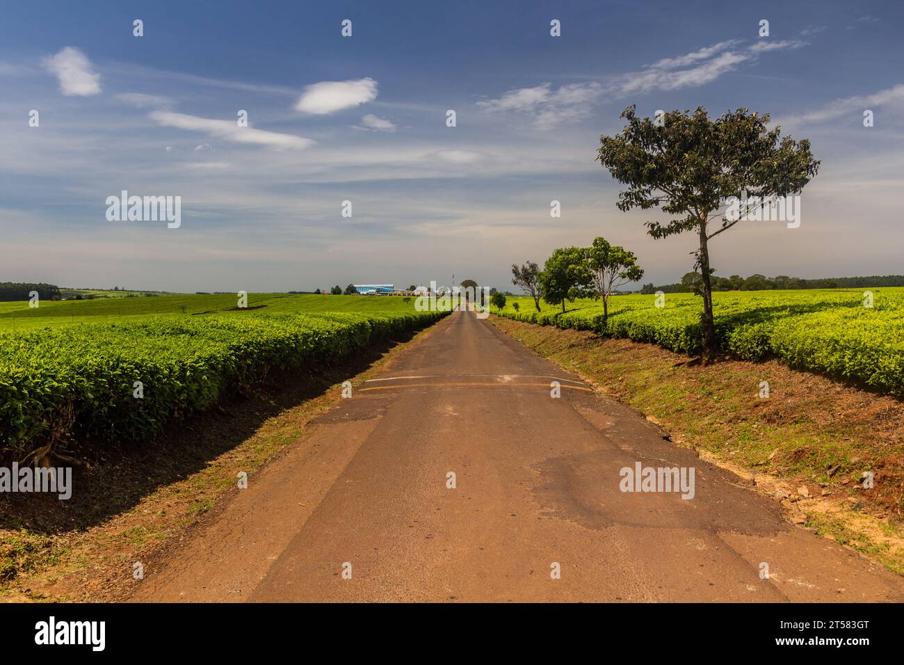 Tea plantations near Kericho, Kenya Stock Photo - Alamy