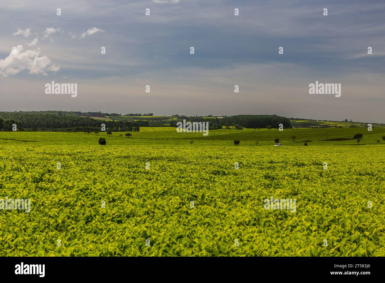 Tea plantations near Kericho, Kenya Stock Photo - Alamy