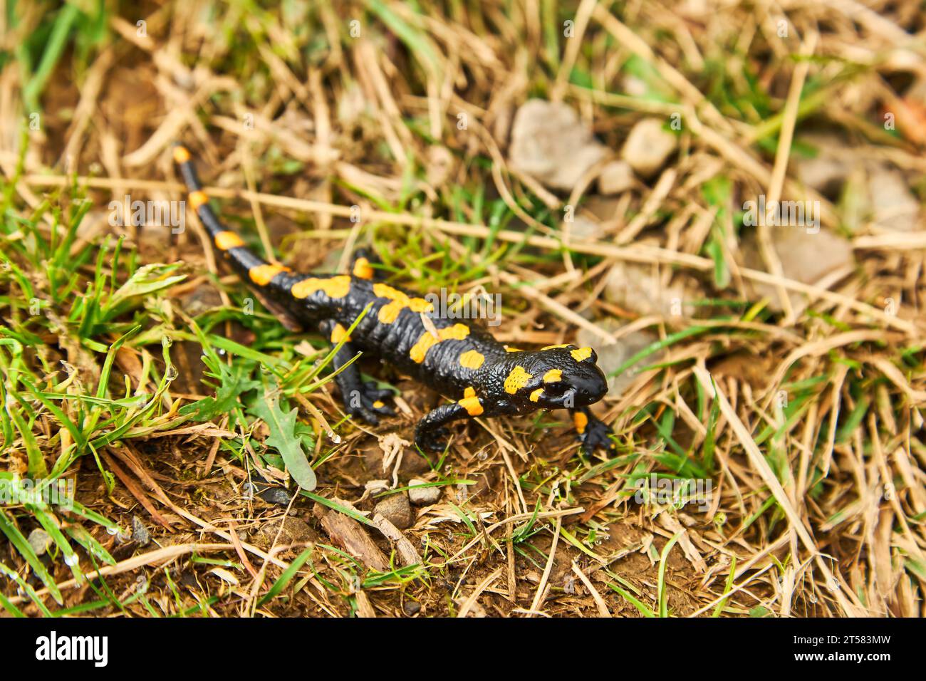 Fire salamander crawling on hi-res stock photography and images - Alamy